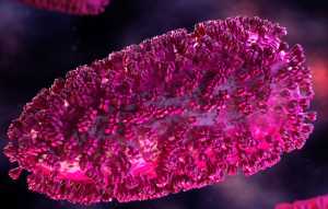 Rabies: Signs, Symptoms, and Treatment - MedFriendly.com